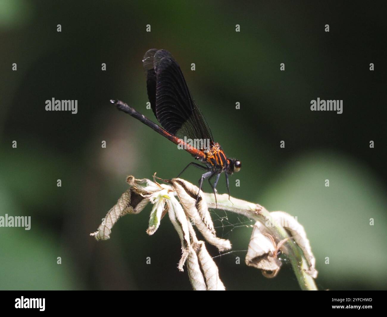 Formosan Damselfly (Euphaea formosa Stock Photo - Alamy