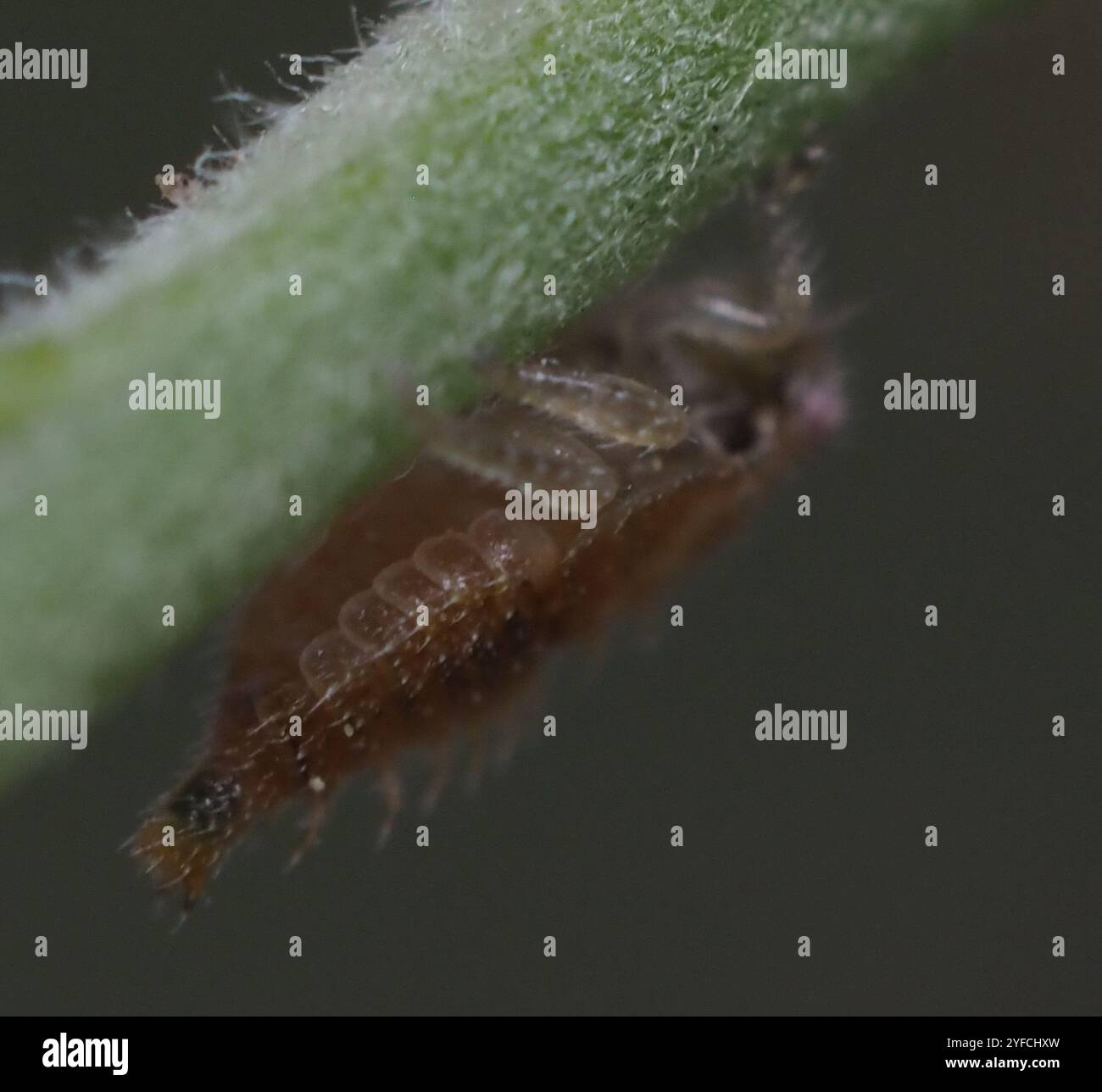 Typical Treehoppers (Membracidae Stock Photo - Alamy