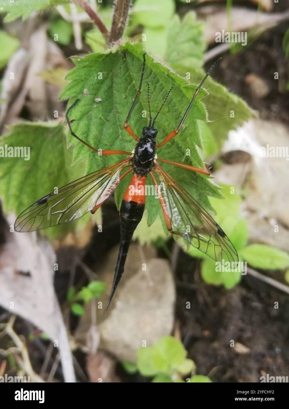 Giant Sabre Comb Horn Cranefly (Tanyptera atrata Stock Photo - Alamy