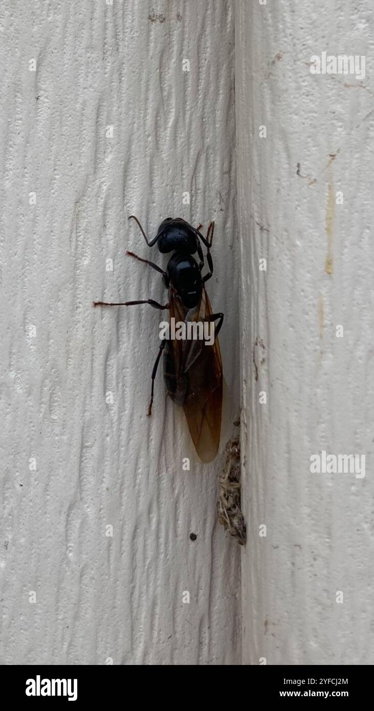 Camponotus pennsylvanicus black carpenter hi-res stock photography and ...