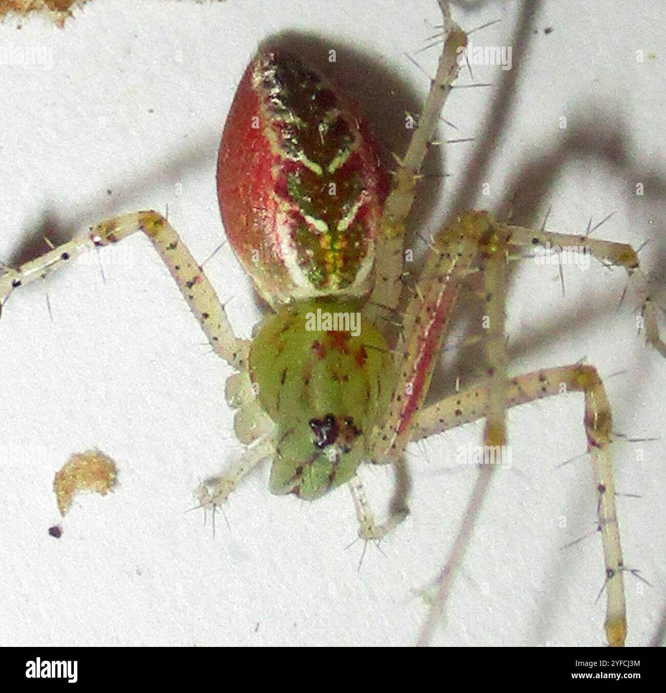 Green Lynx Spiders (Peucetia Stock Photo - Alamy