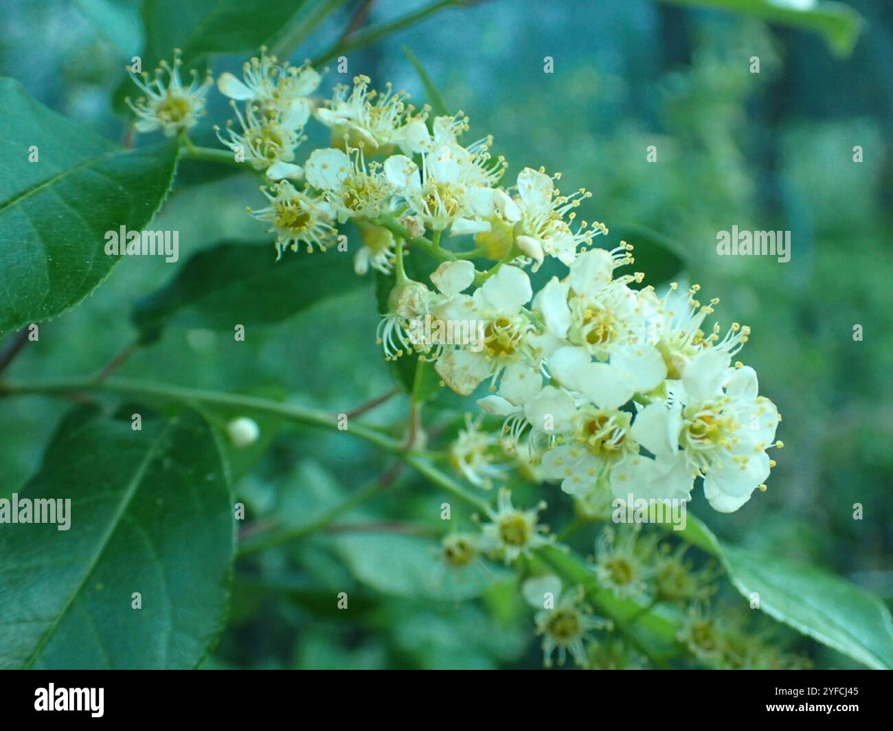Western Chokecherry (Prunus virginiana demissa Stock Photo - Alamy