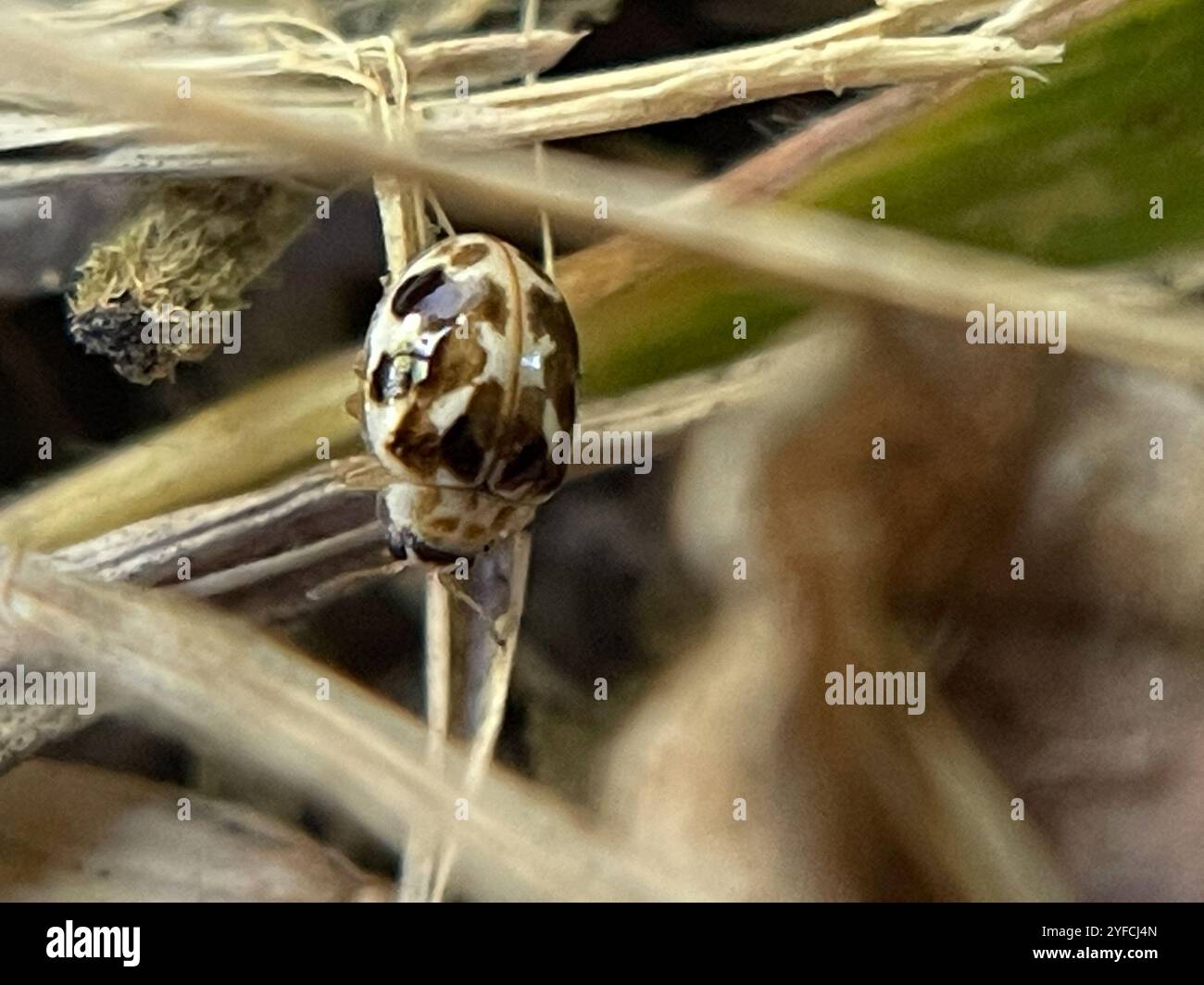 Twenty-spotted Lady Beetle (Psyllobora vigintimaculata Stock Photo - Alamy