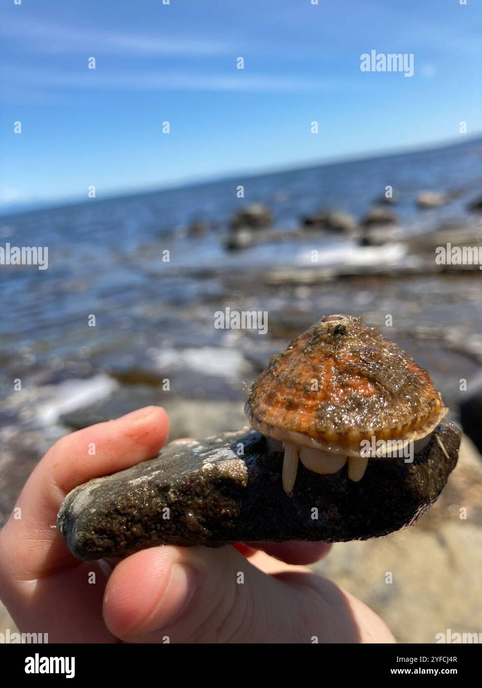 Diodora aspera hi-res stock photography and images - Alamy