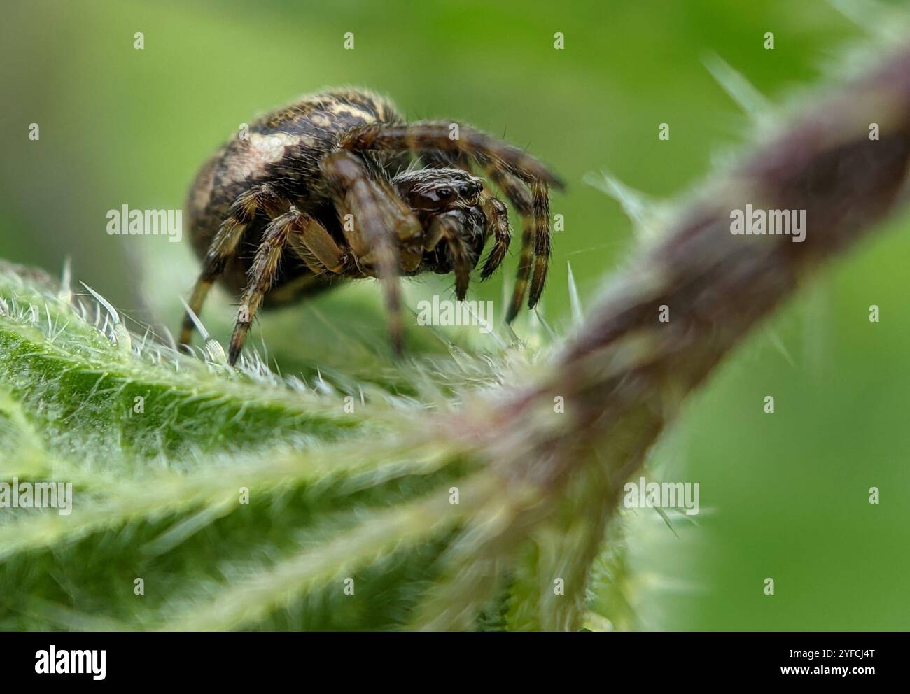 Furrow Spiders (Larinioides Stock Photo - Alamy