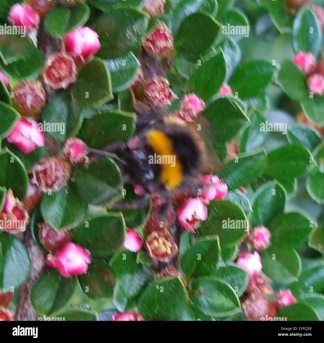 White-tailed Bumble Bee (Bombus lucorum Stock Photo - Alamy