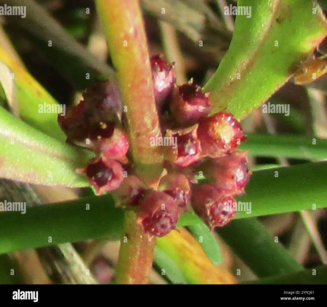 monarch redstem (Ammannia baccifera Stock Photo - Alamy