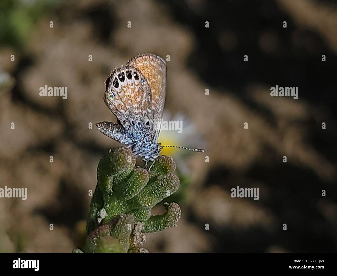 Western Pygmy-Blue (Brephidium exilis Stock Photo - Alamy