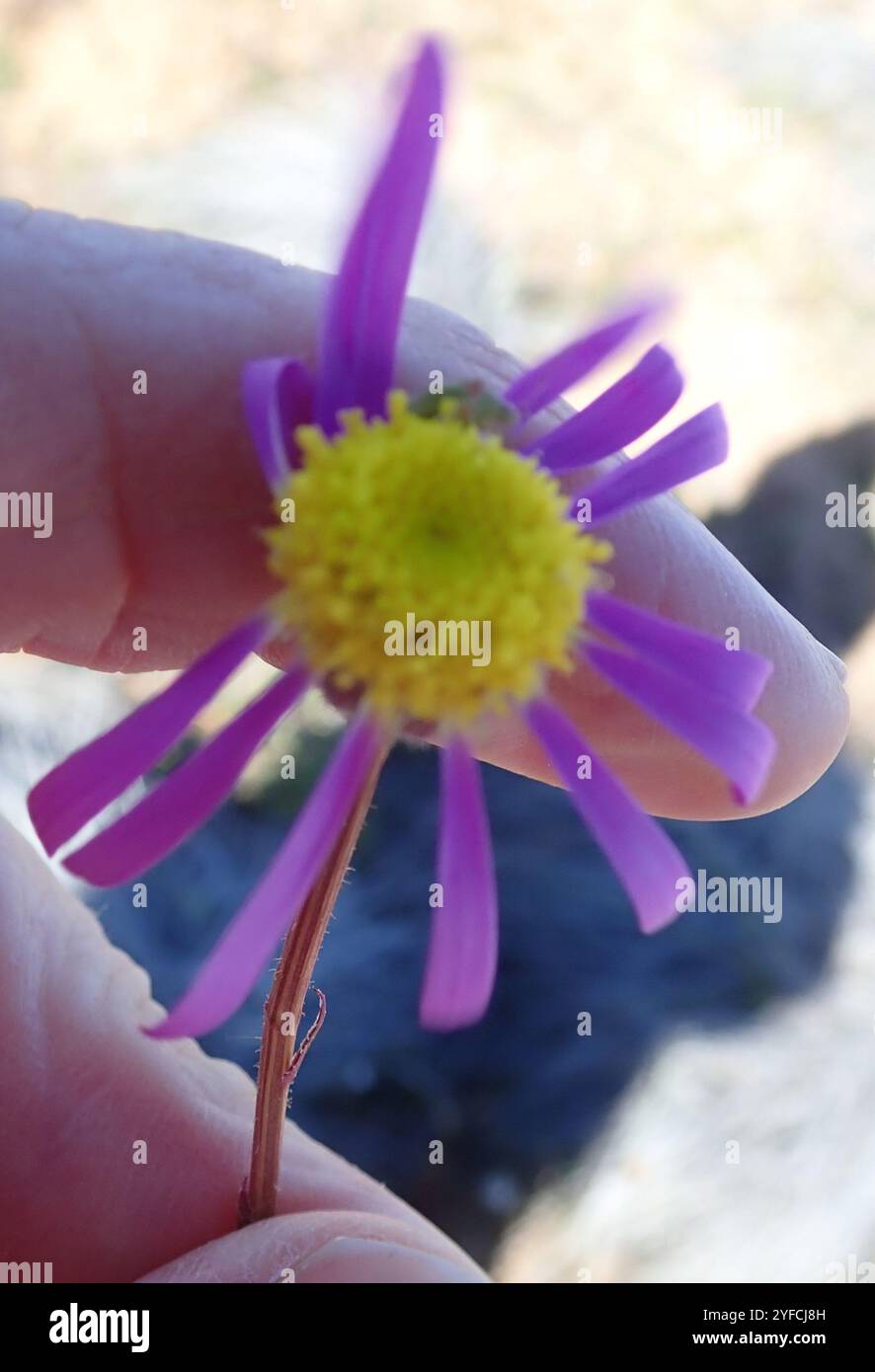 Senecio arenarius hi-res stock photography and images - Alamy