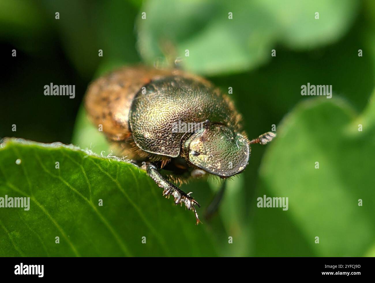 metallic horned dung beetle (Onthophagus coenobita Stock Photo - Alamy