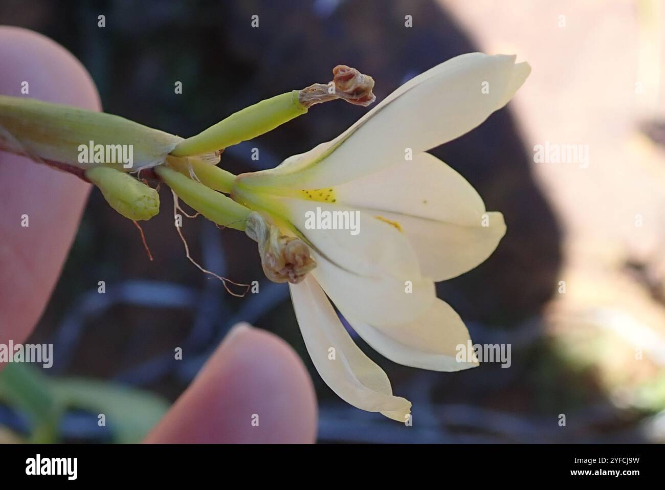 Two-leaved Cape tulip (Moraea miniata Stock Photo - Alamy