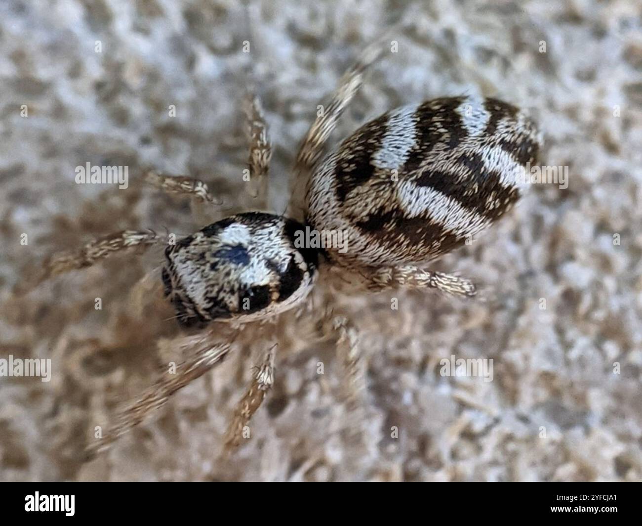 Zebra Jumping Spider (Salticus scenicus Stock Photo - Alamy