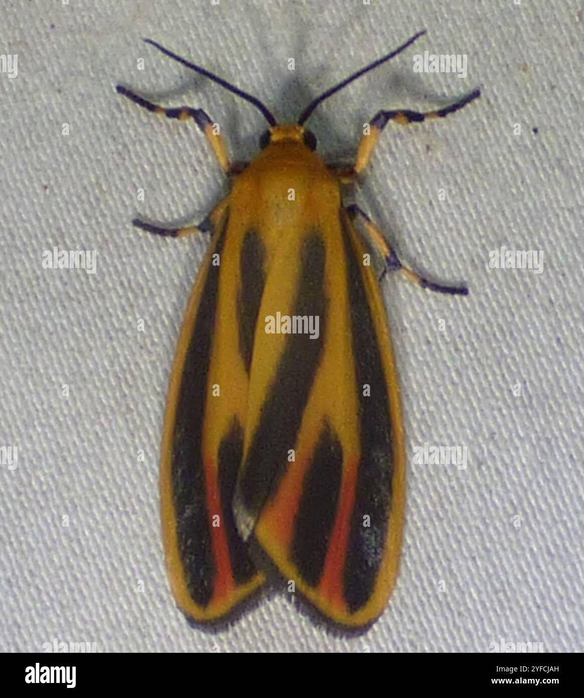 Painted Lichen Moth (Hypoprepia fucosa Stock Photo - Alamy
