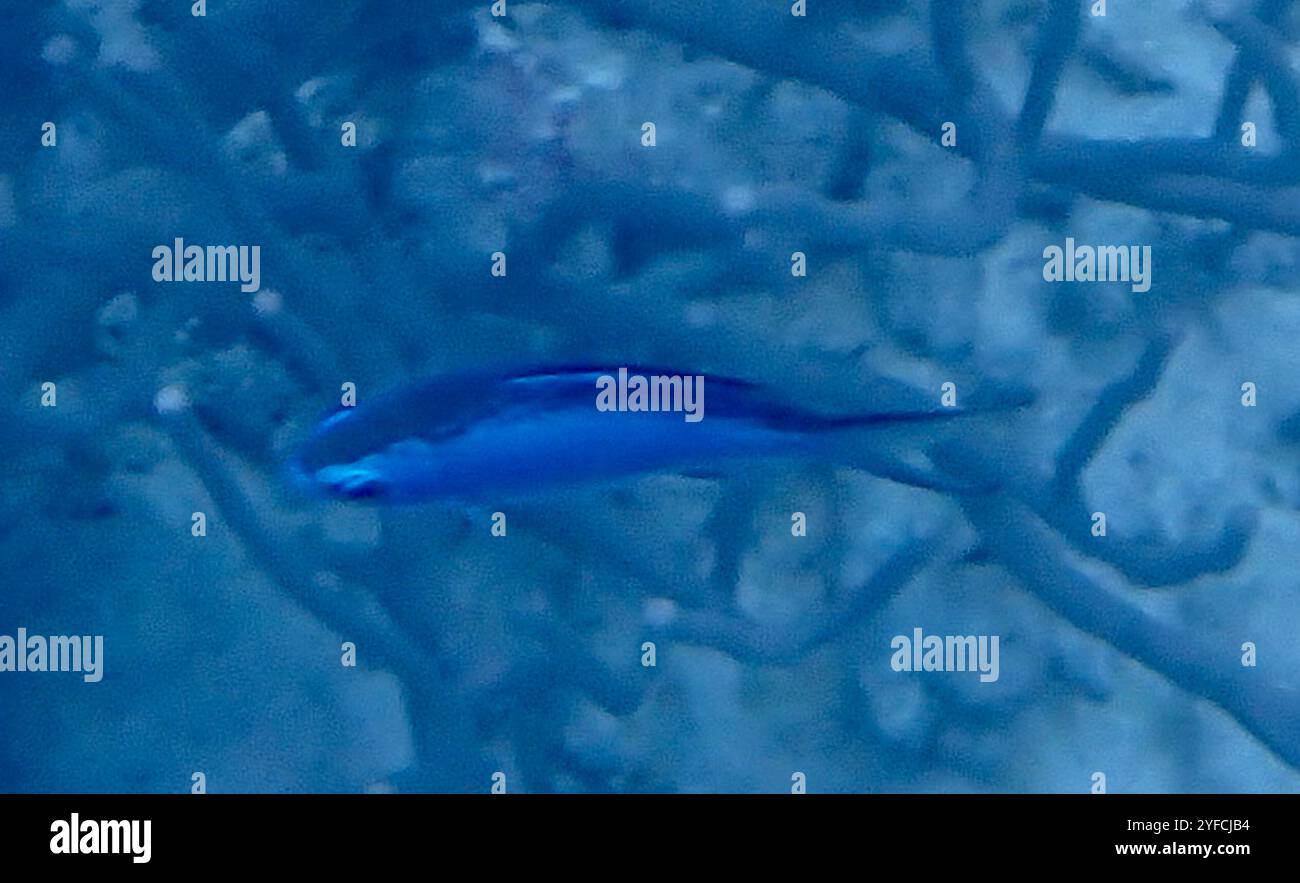 Blue Chromis (Azurina cyanea Stock Photo - Alamy