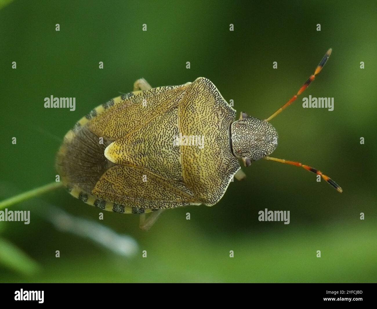 Peribalus strictus hi-res stock photography and images - Alamy