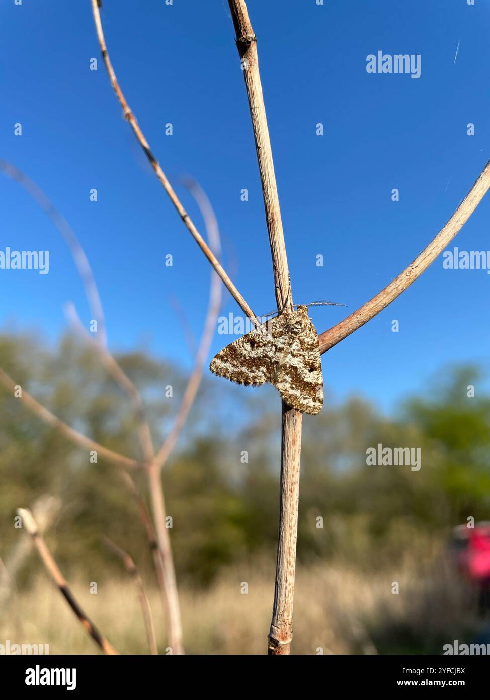 Powder Moth (Eufidonia notataria Stock Photo - Alamy