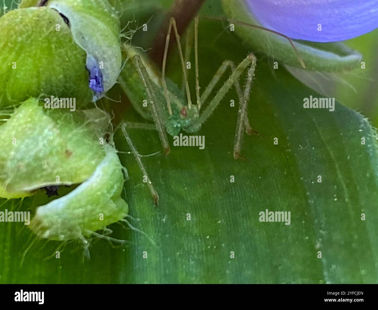 Pale Green Assassin Bug (Zelus luridus Stock Photo - Alamy