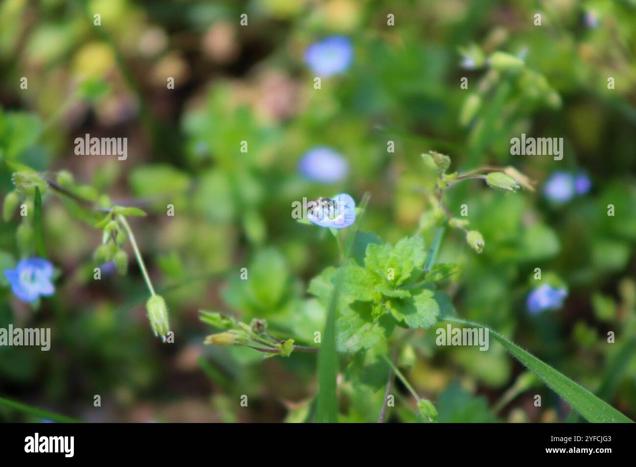 Calyptrate hi-res stock photography and images - Alamy