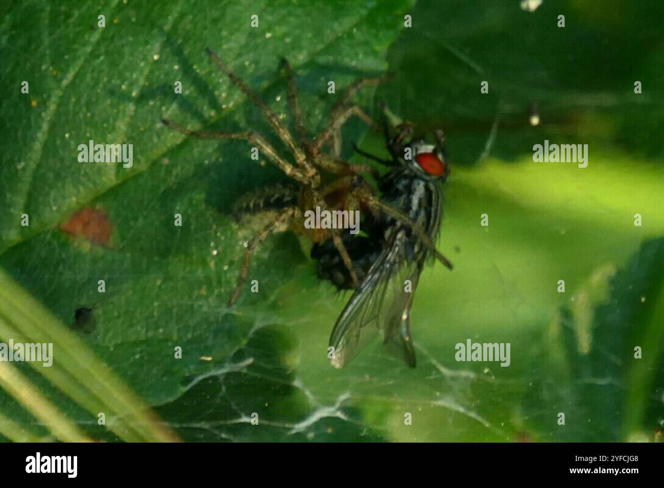 Labyrinth spider (Agelena labyrinthica Stock Photo - Alamy