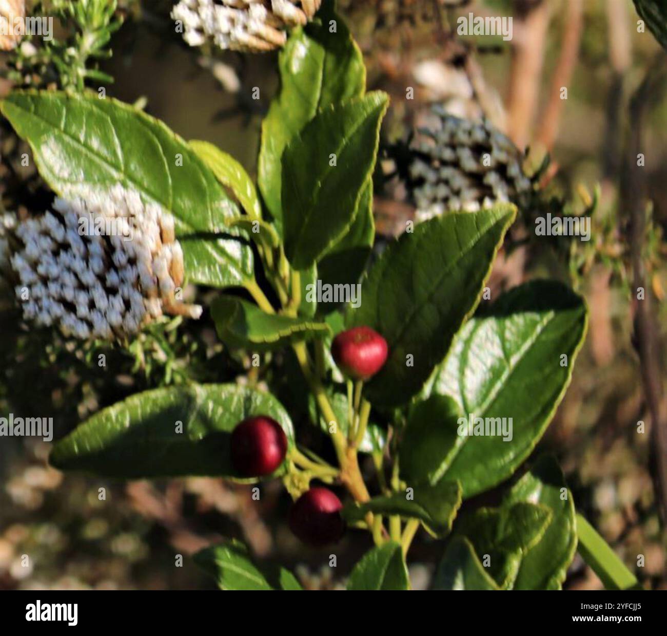 Shiny-leaf (Rhamnus prinoides Stock Photo - Alamy