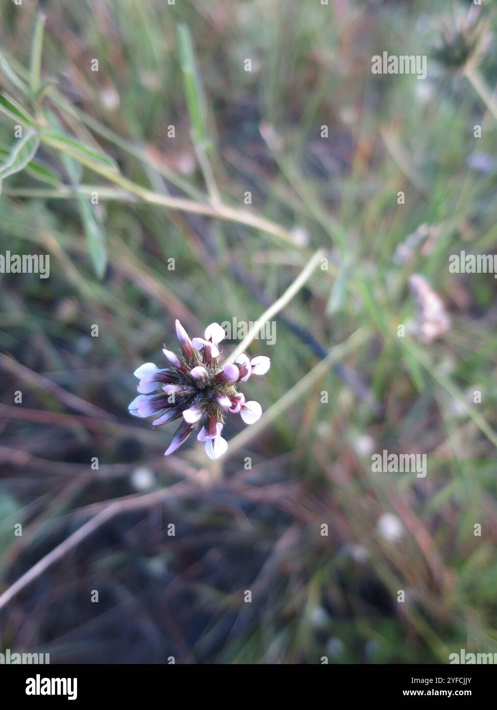 arabian pea (Bituminaria bituminosa Stock Photo - Alamy