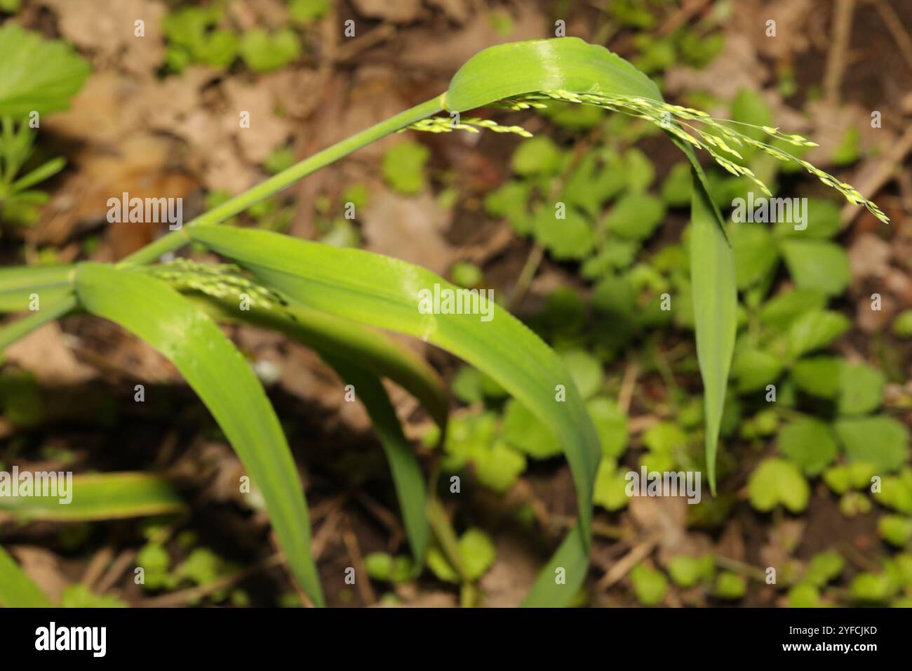 Wood Millet (Milium effusum Stock Photo - Alamy