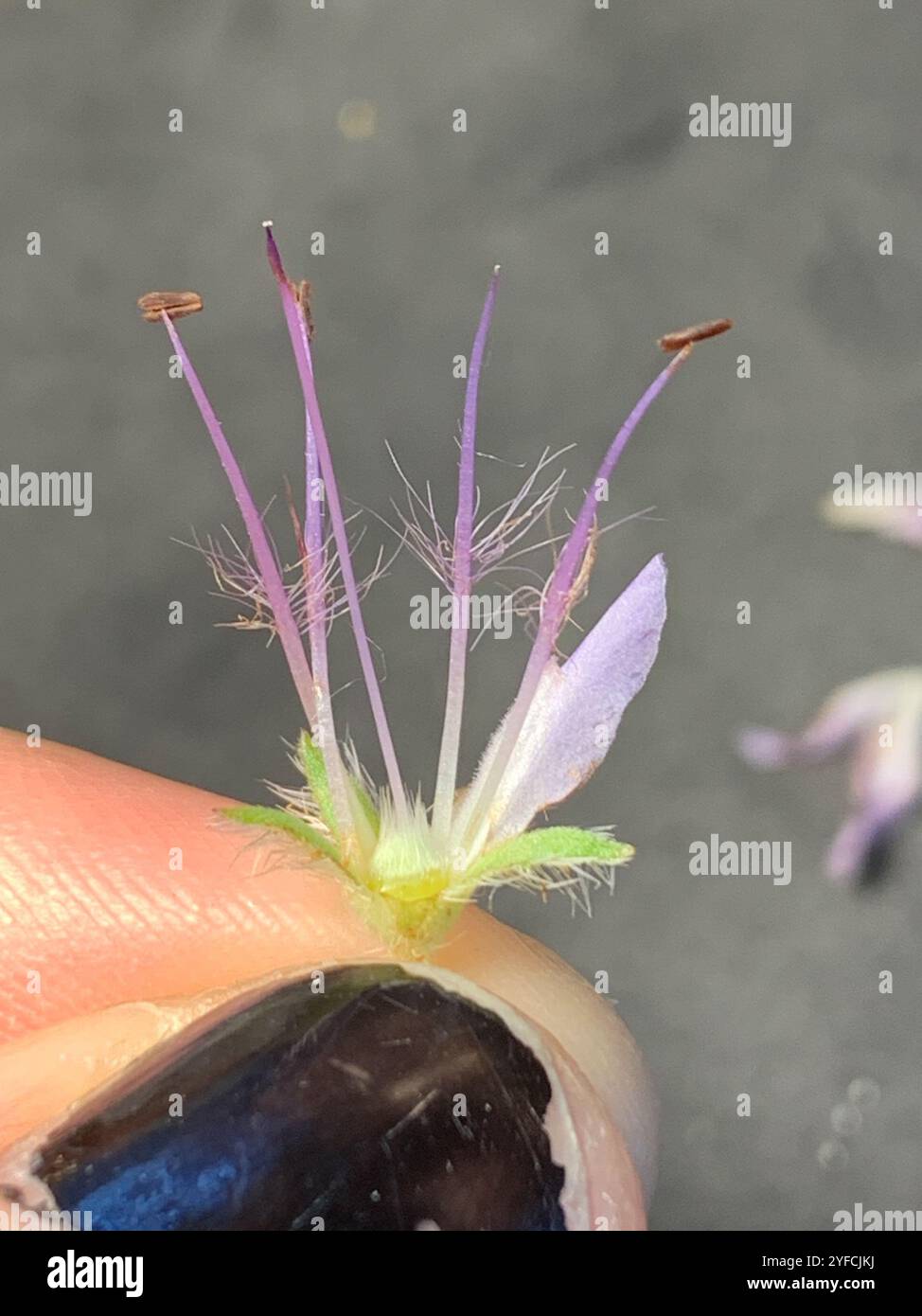 western waterleaf (Hydrophyllum occidentale Stock Photo - Alamy