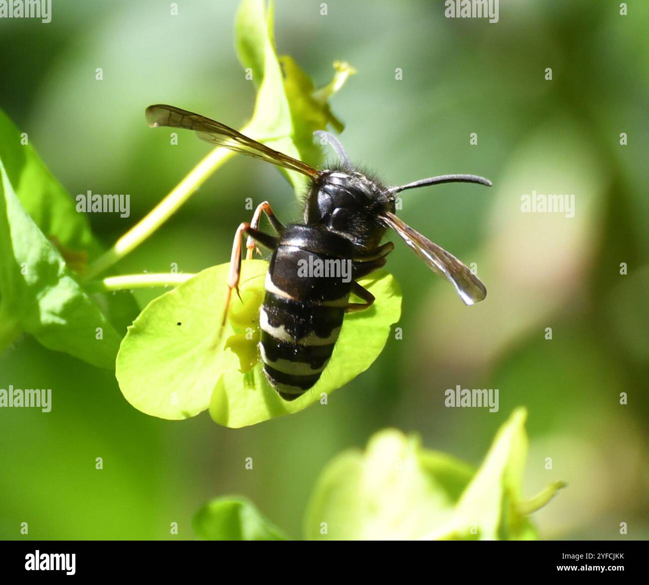 Blackjacket (Vespula consobrina Stock Photo - Alamy