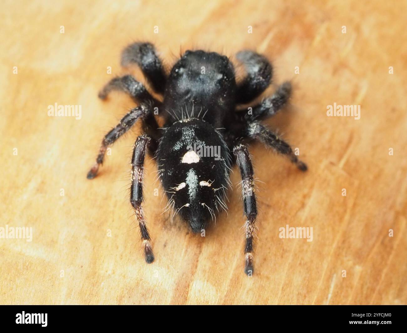 Bold Jumping Spider (Phidippus audax Stock Photo - Alamy