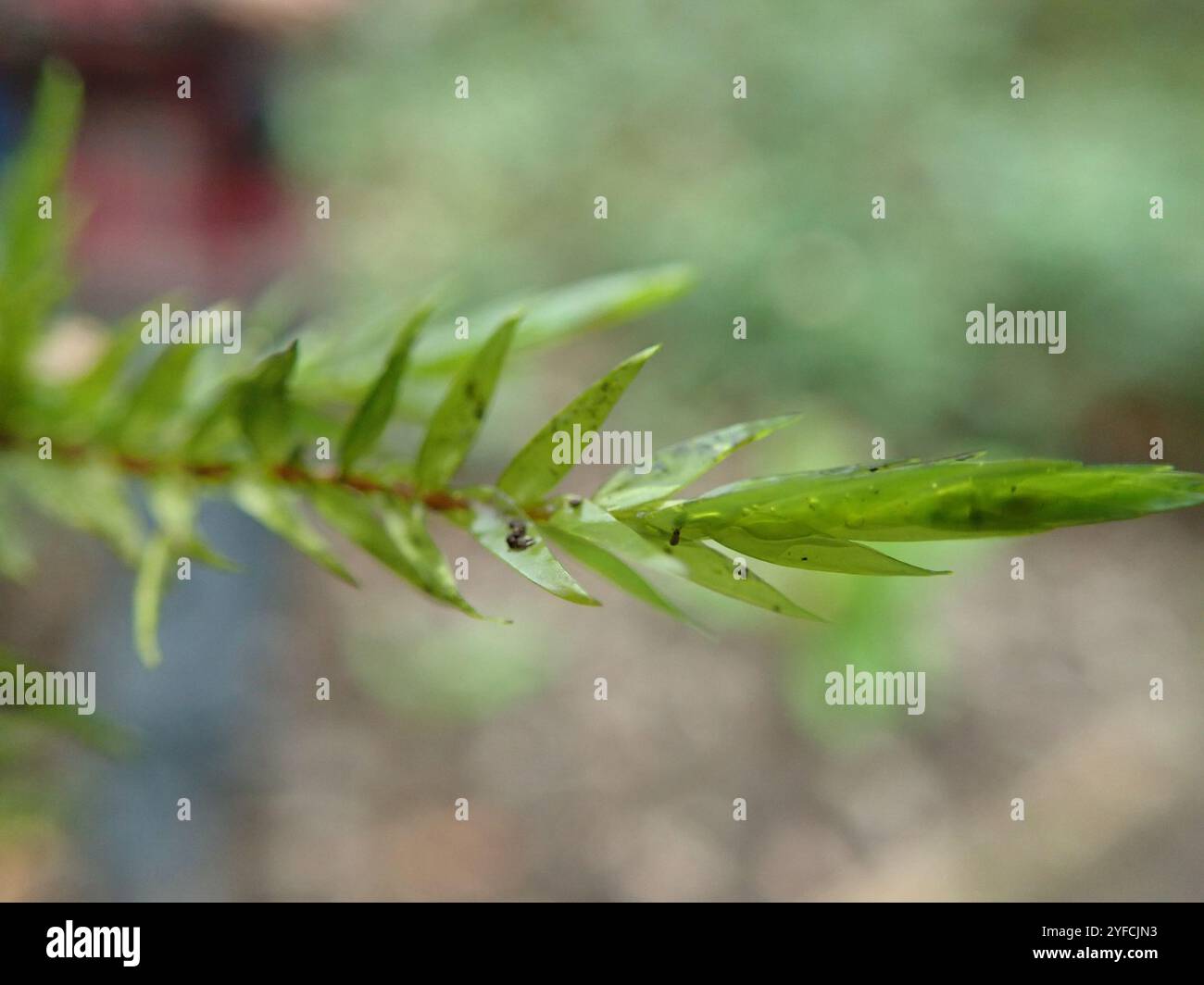 New Mexican fontinalis moss (Fontinalis neomexicana Stock Photo - Alamy