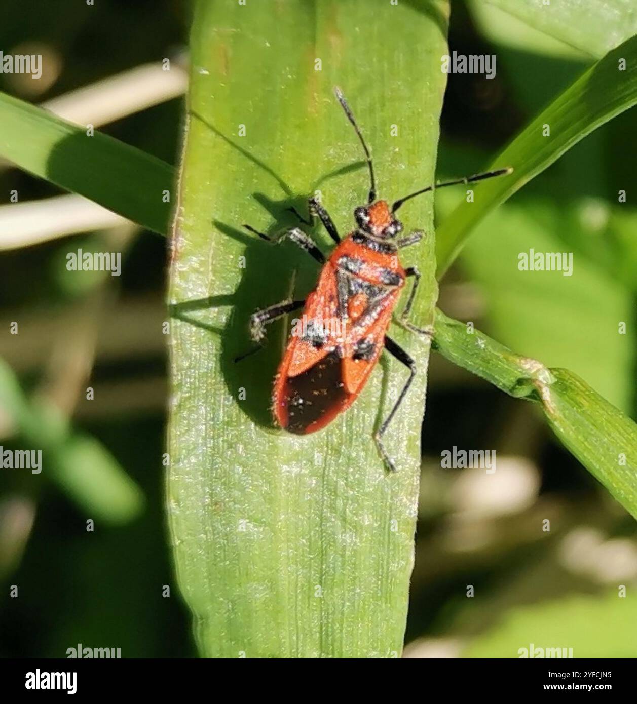 Spotted Firebug (Corizus hyoscyami Stock Photo - Alamy