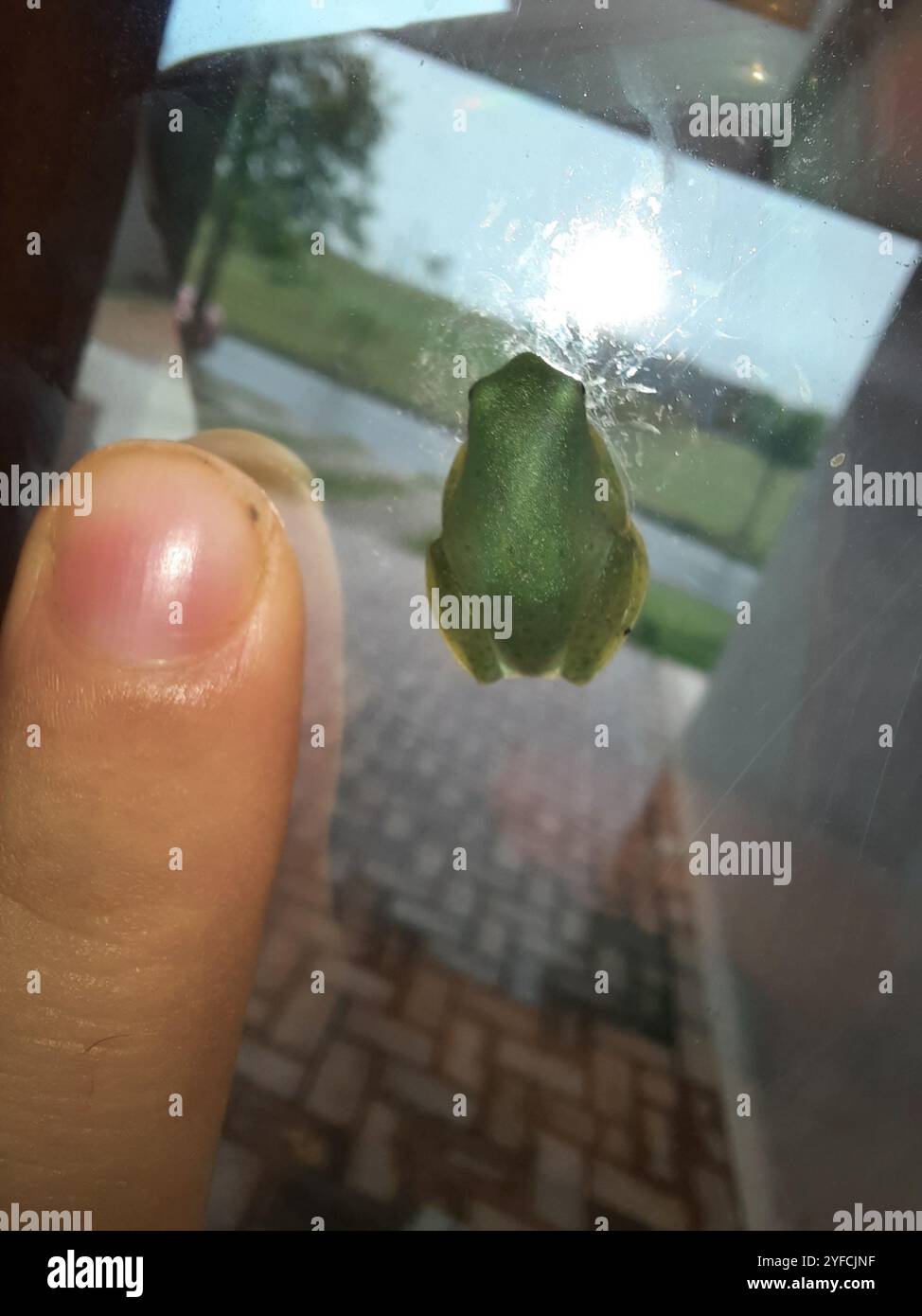 Rio Hatchet-faced Tree Frog (Sphaenorhynchus planicola Stock Photo - Alamy