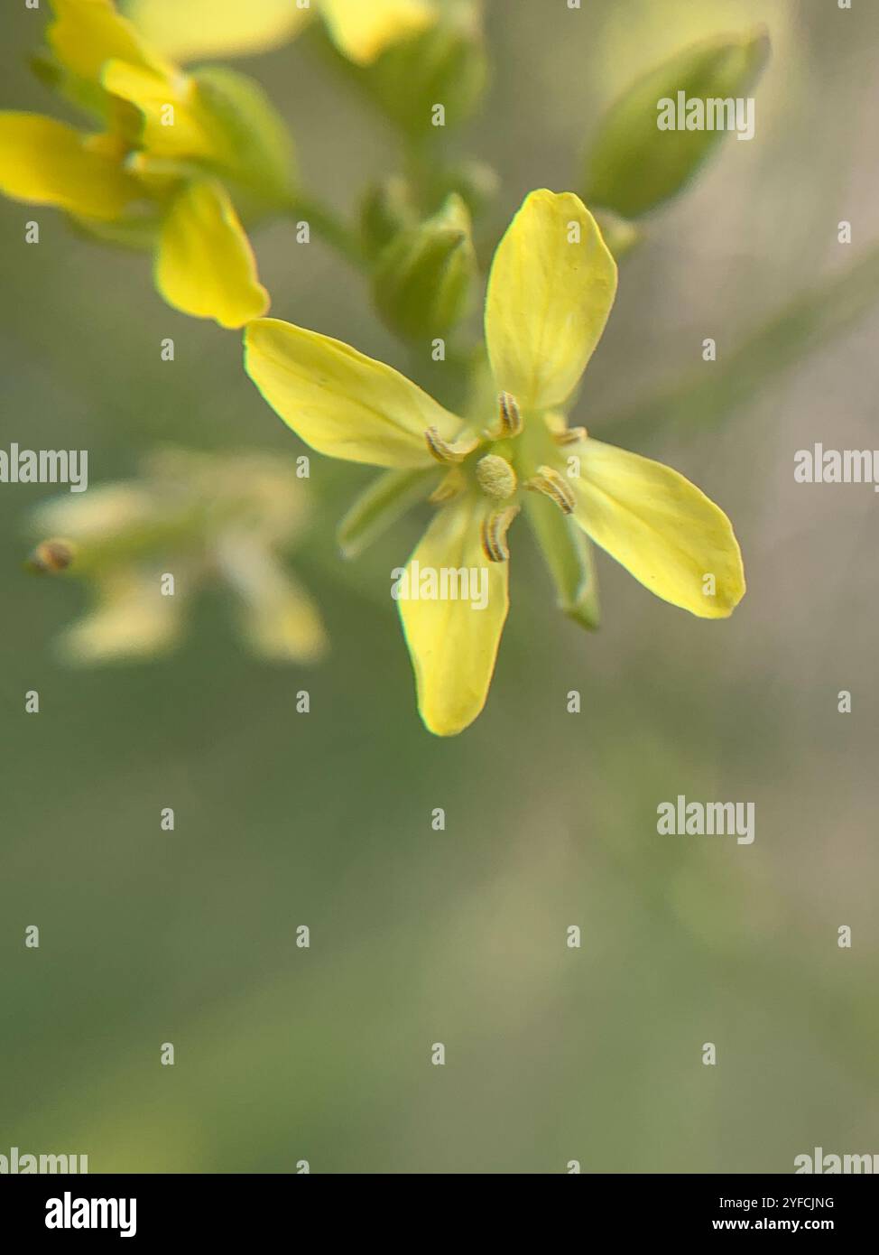 Tall Tumblemustard (Sisymbrium altissimum Stock Photo - Alamy