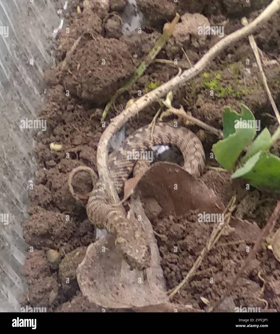 Viperine Snake (Natrix maura Stock Photo - Alamy