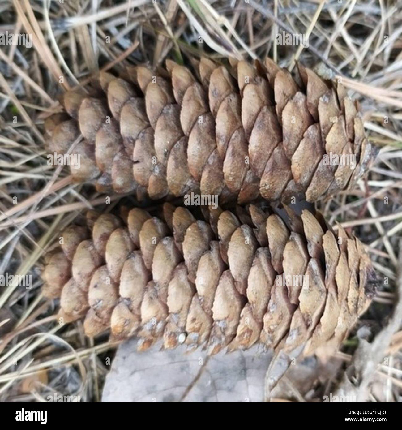 Siberian spruce (Picea obovata Stock Photo - Alamy