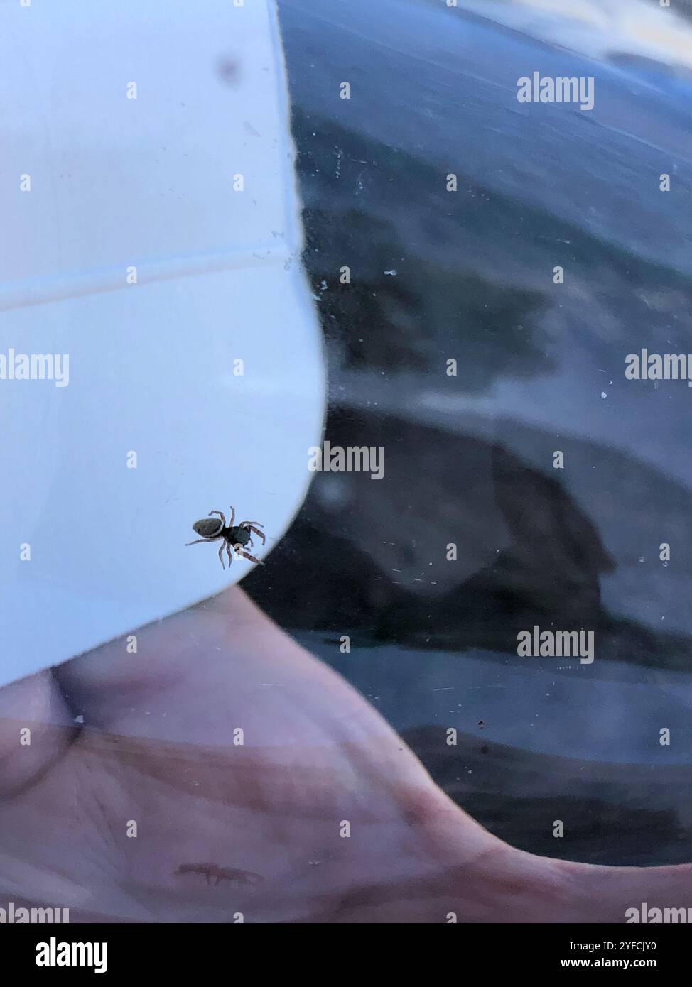 Buttonhook Leafbeetle Jumping Spider (Sassacus vitis Stock Photo - Alamy