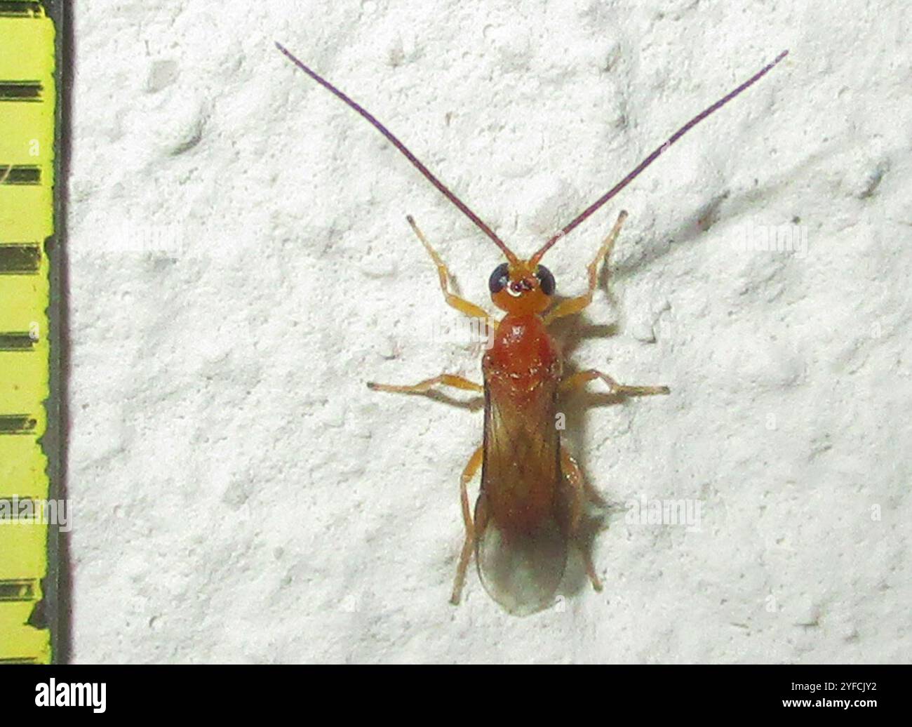 Braconid Wasps (Braconidae Stock Photo - Alamy