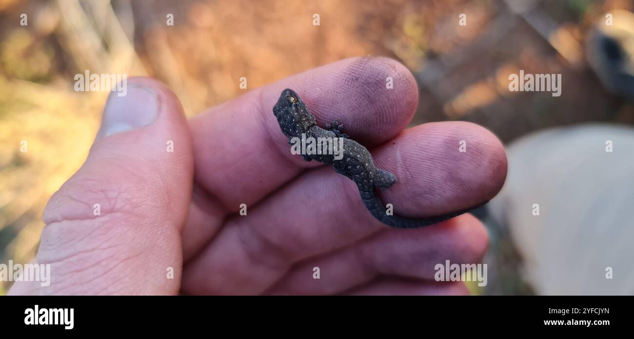 Eastern tree dtella (Gehyra versicolor Stock Photo - Alamy