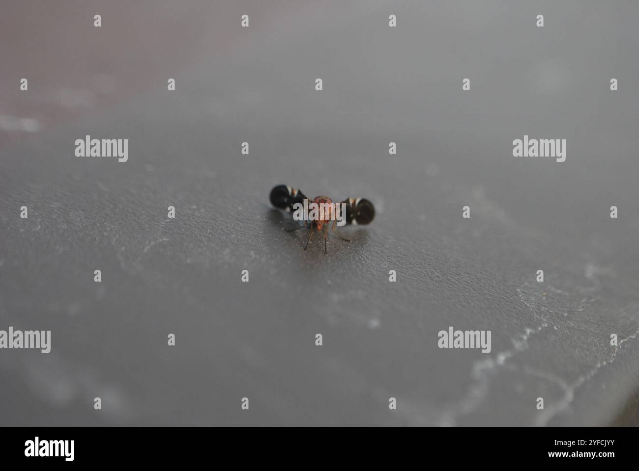 Common Picture-winged Fly (Delphinia picta Stock Photo - Alamy