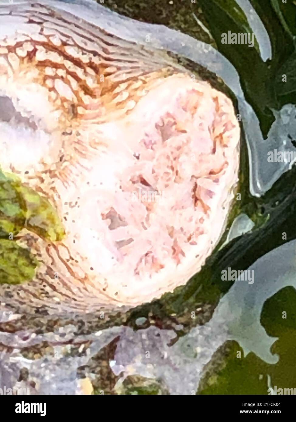 Piddocks hi-res stock photography and images - Alamy