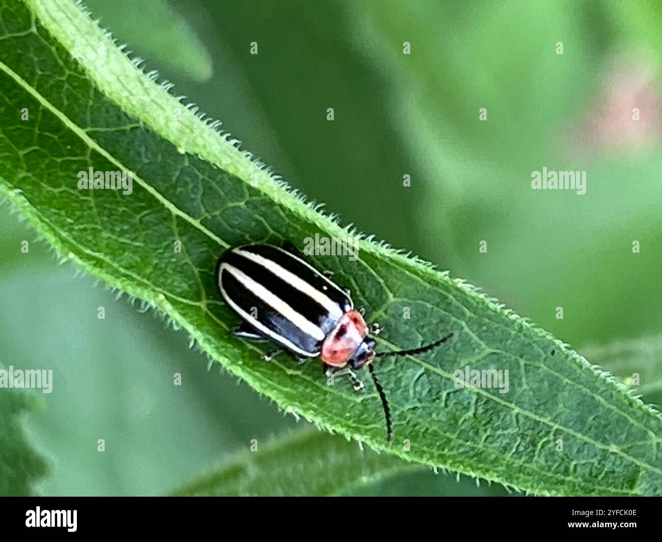 Pigweed flea beetle hi-res stock photography and images - Alamy