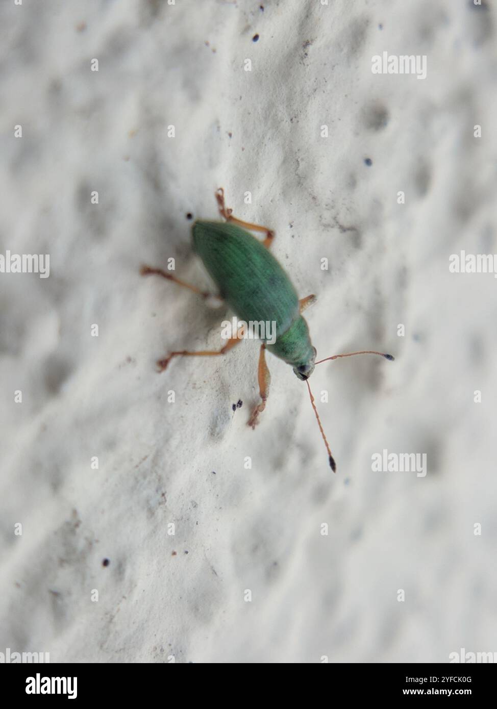 Green Immigrant Leaf Weevil (Polydrusus formosus Stock Photo - Alamy