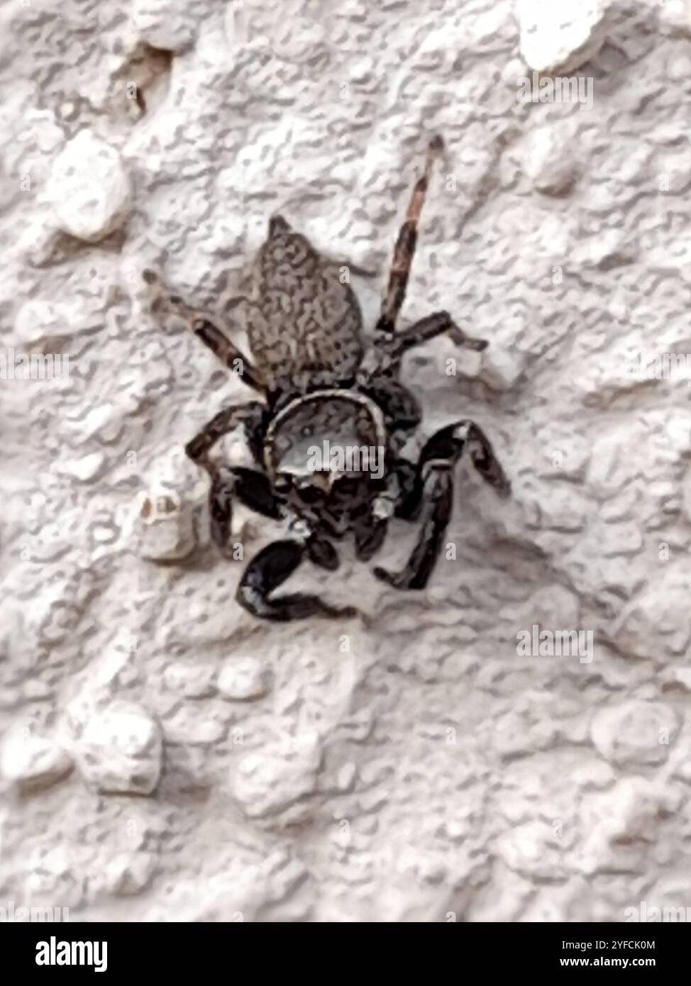 Mediterranean white-banded spider (Evarcha jucunda Stock Photo - Alamy