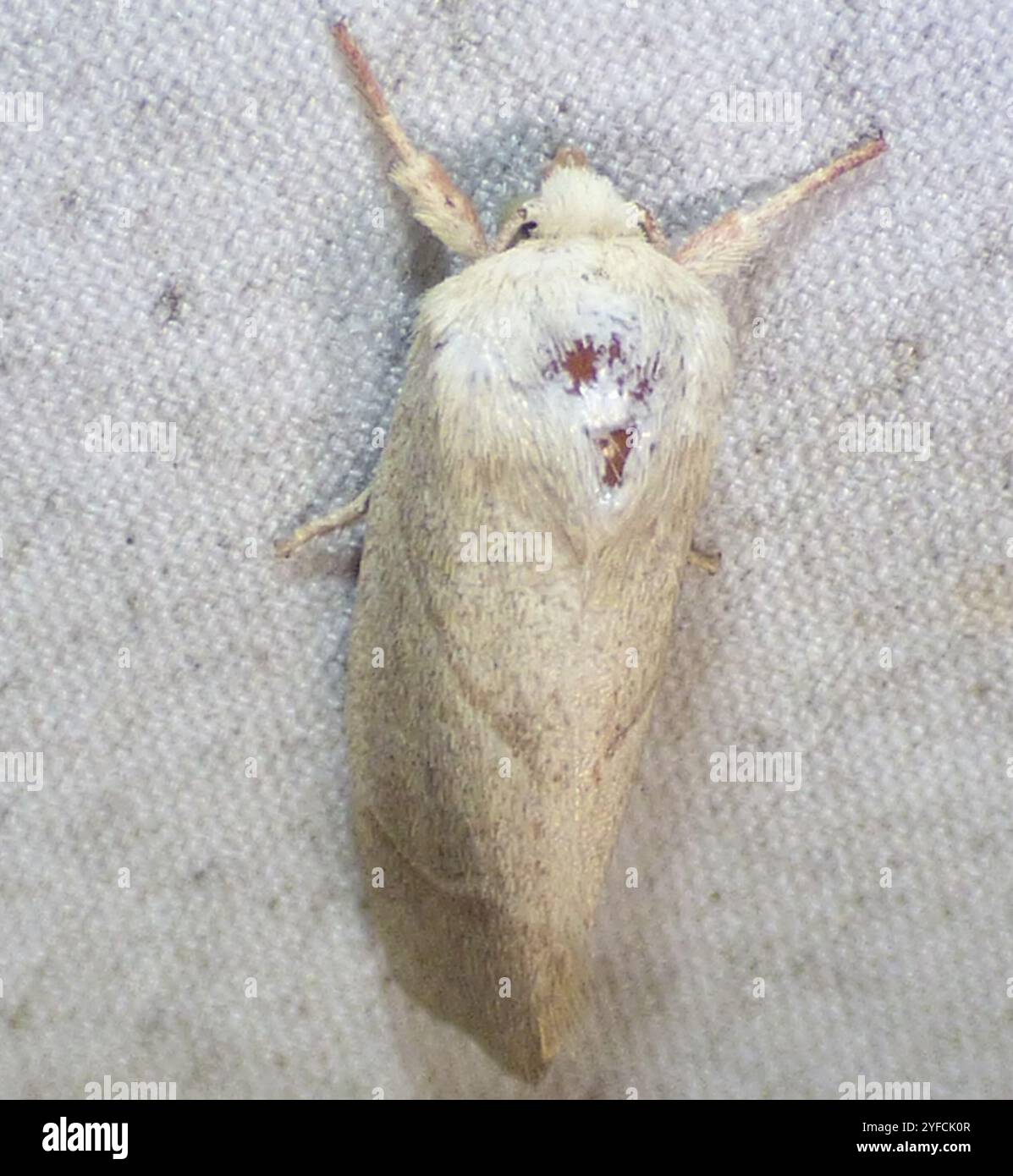 American Dun-bar Moth (Cosmia calami Stock Photo - Alamy