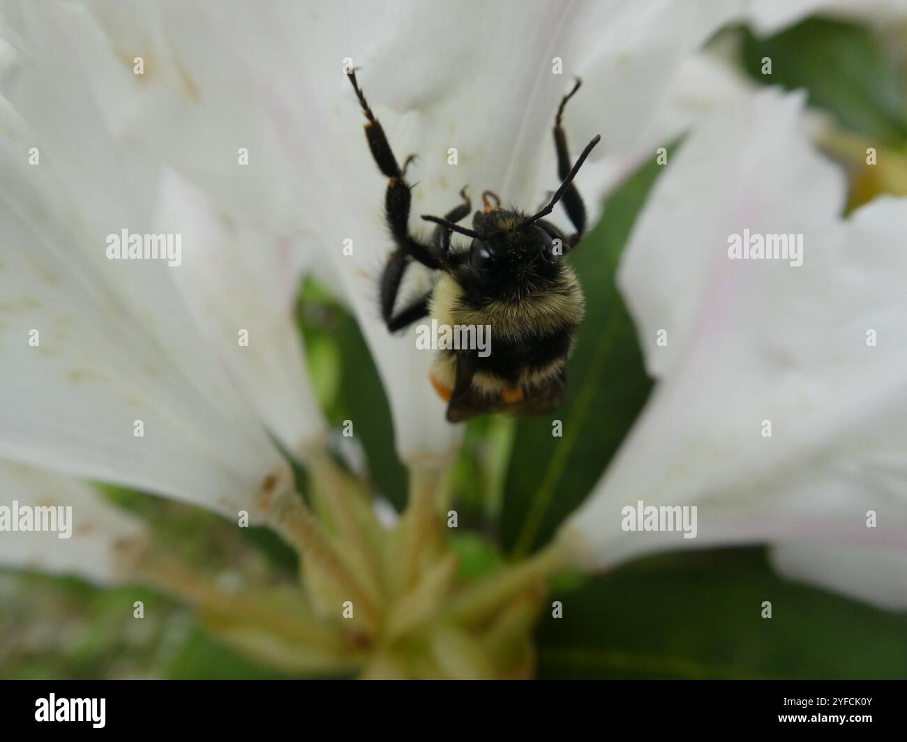 Tricolored Bumble Bee (Bombus ternarius Stock Photo - Alamy