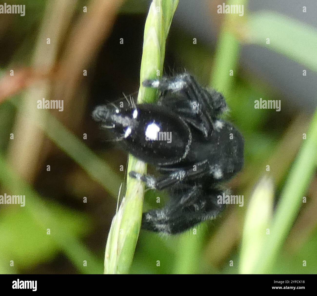 Bold Jumping Spider (Phidippus audax Stock Photo - Alamy