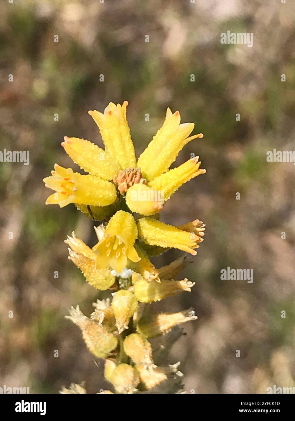 Aletris lutea hi-res stock photography and images - Alamy