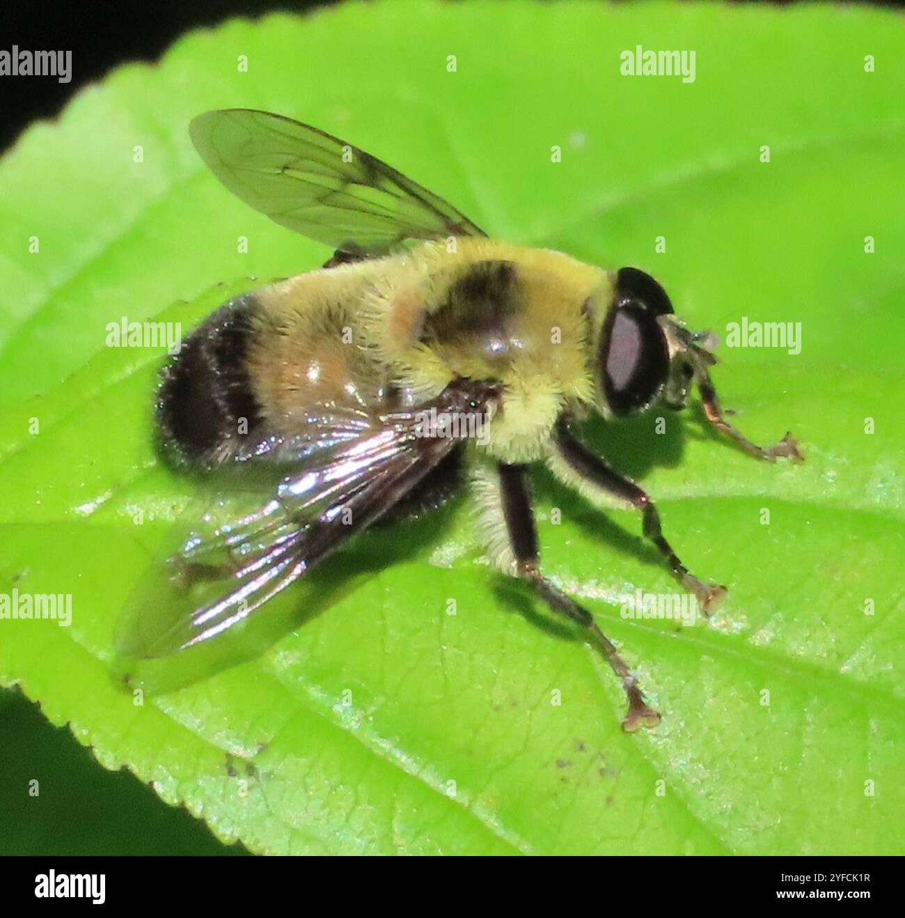 Hairy-eyed Bee-mimic Fly (Mallota posticata Stock Photo - Alamy