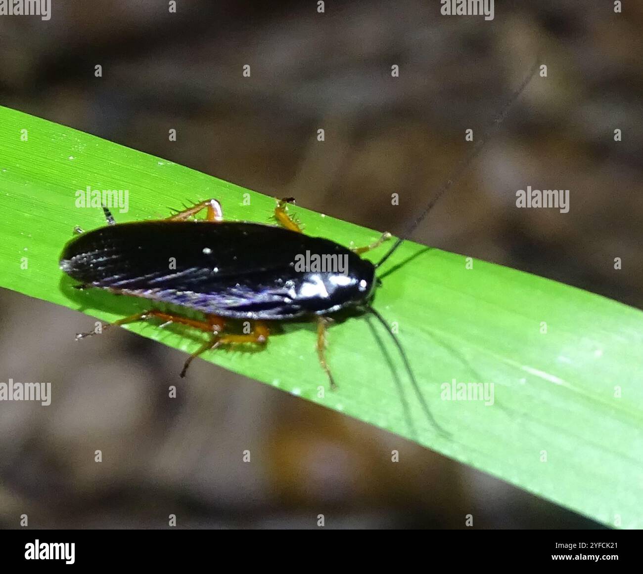 Dark Wood Cockroach (Ischnoptera deropeltiformis Stock Photo - Alamy