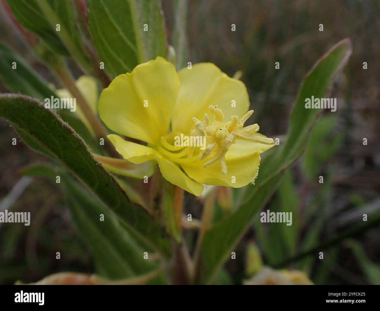 Wolf's Evening Primrose (Oenothera wolfii Stock Photo - Alamy